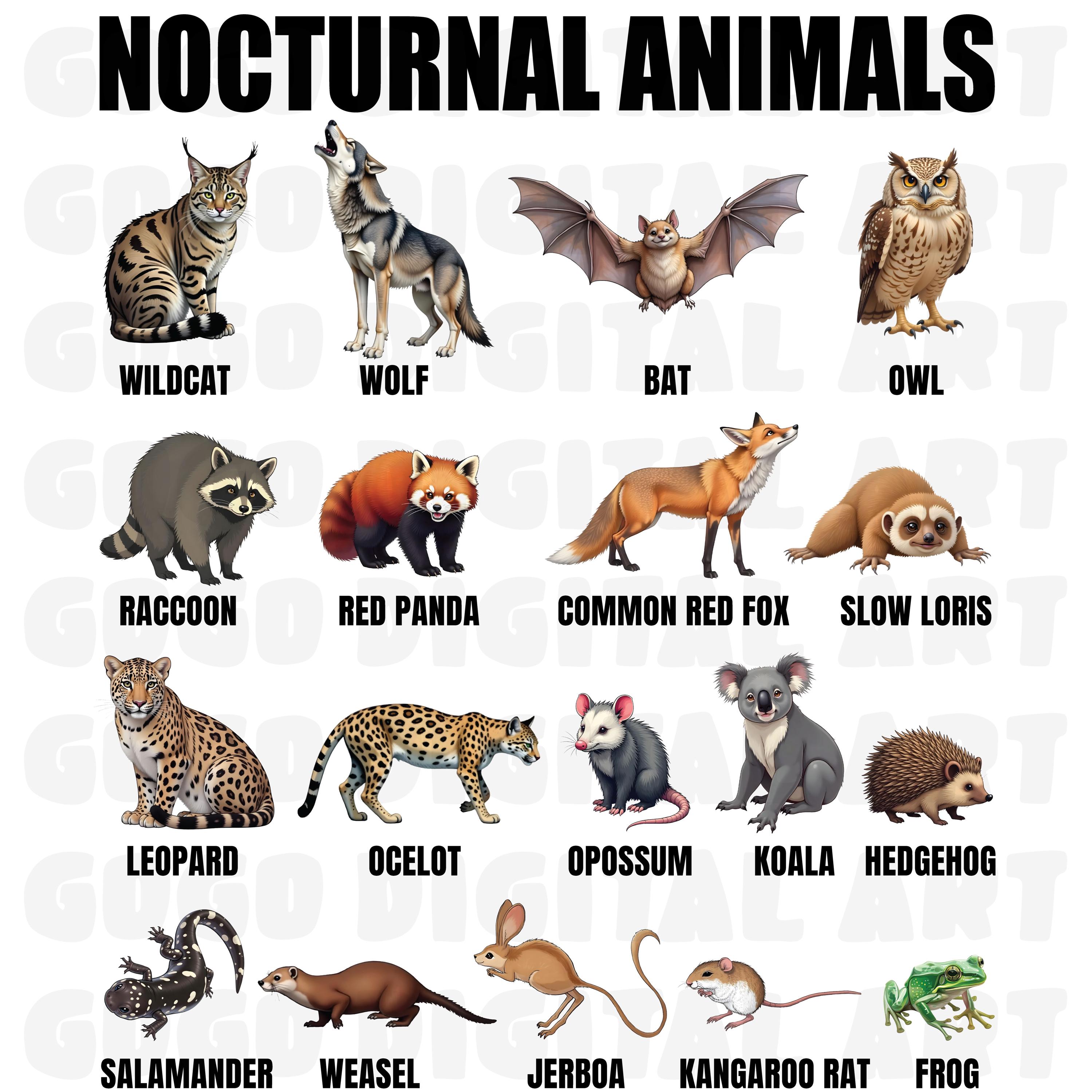 Nocturnal Animals PNG Design Transparent Background Wildlife Kids ...