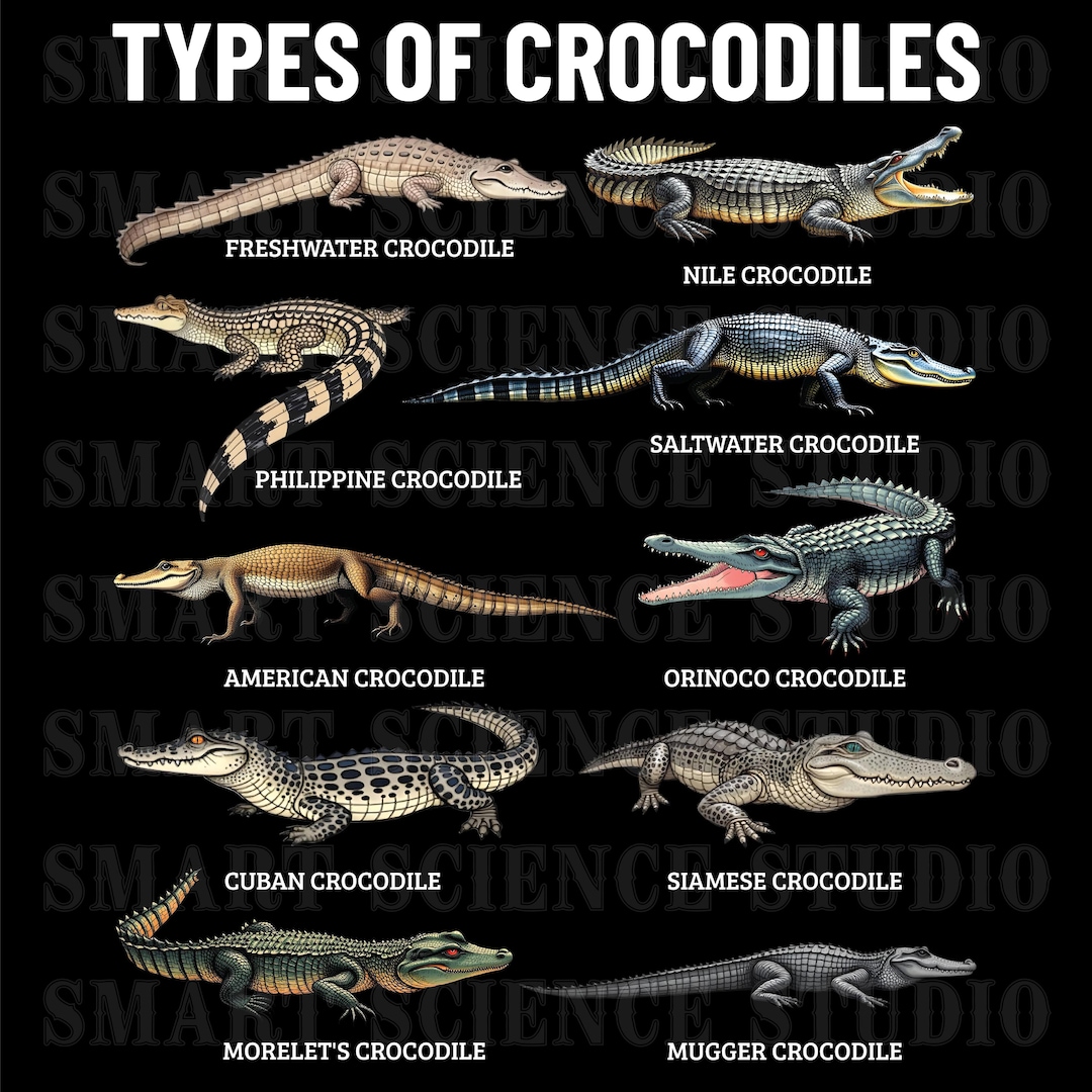 10 Types of Crocodiles PNG Design - Crocodile Species Collection ...