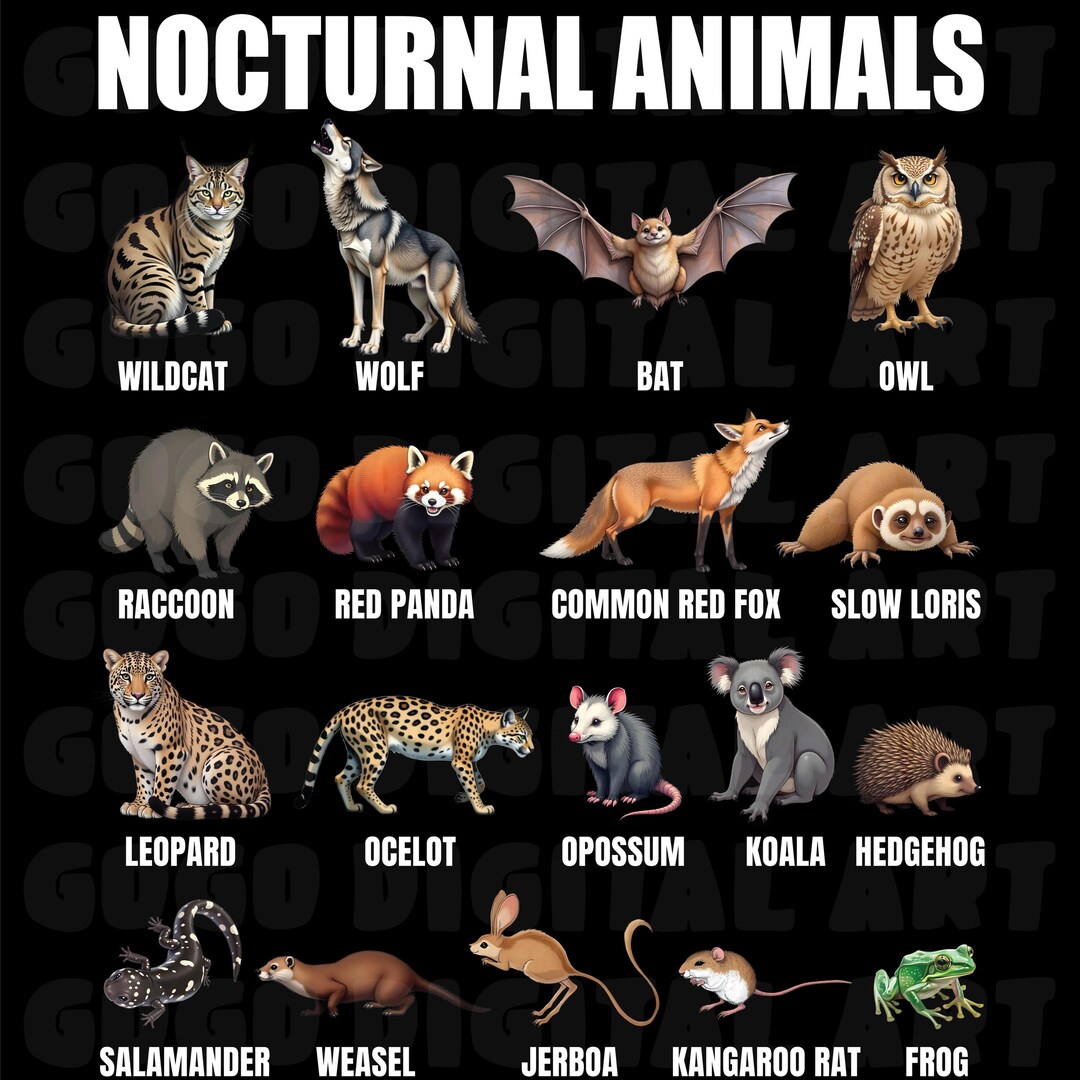 Nocturnal Animals PNG Design Transparent Background Wildlife Kids ...