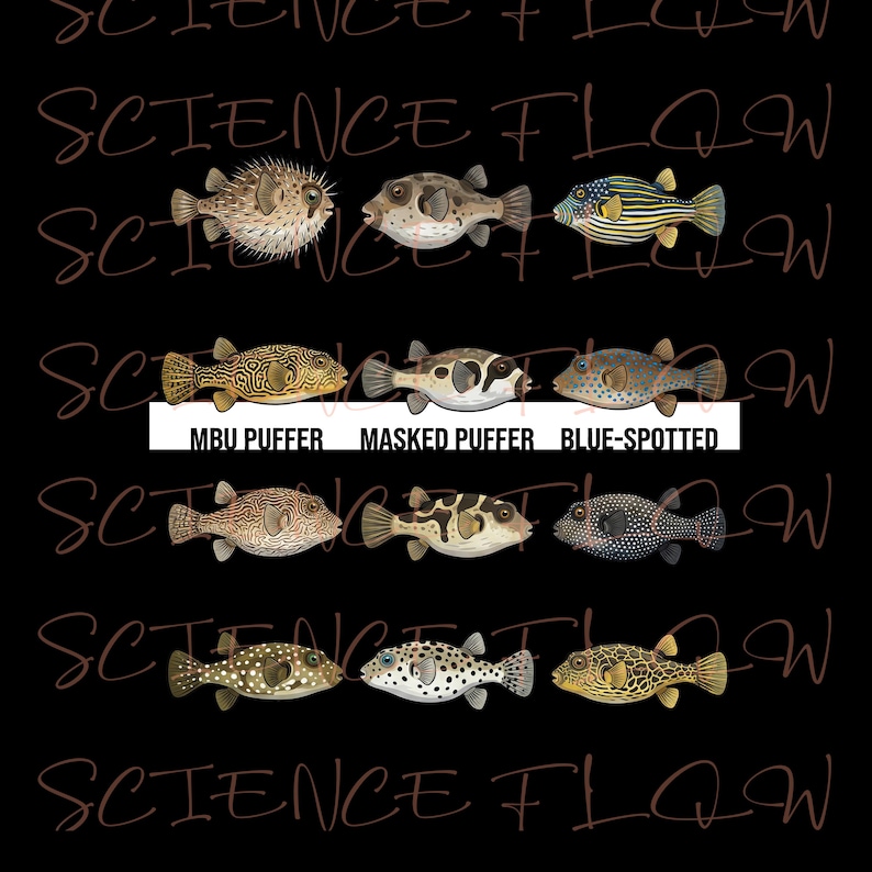 Types of Pufferfish PNG Design – Educational Fish Illustration, White ...