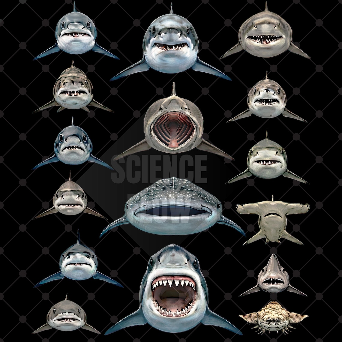 Types of Sharks PNG Designs Transparent Background, Shark Species ...