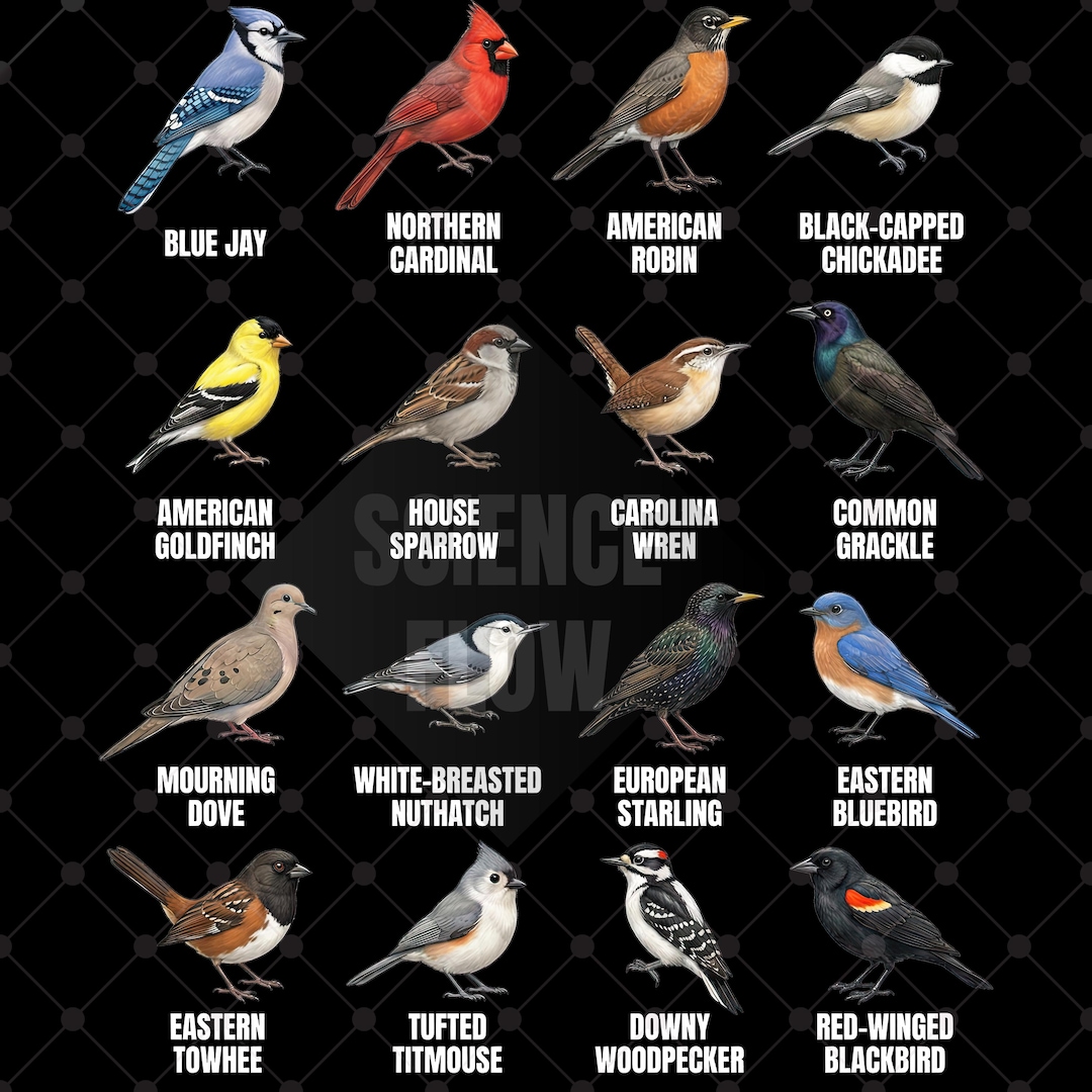 5 Bird Species Educational PNG Designs – Backyard Birds, Songbirds ...