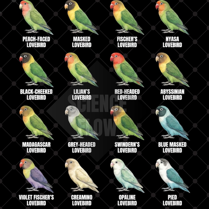 5 Bird Species Educational PNG Designs – Backyard Birds, Songbirds ...