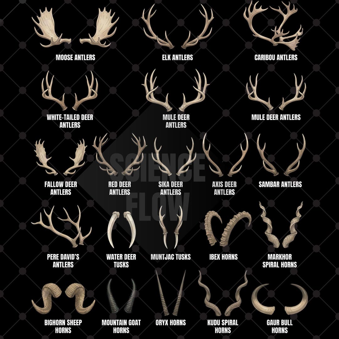 Types of Deer Antlers PNG Transparent Background, Antlers and Horns ...