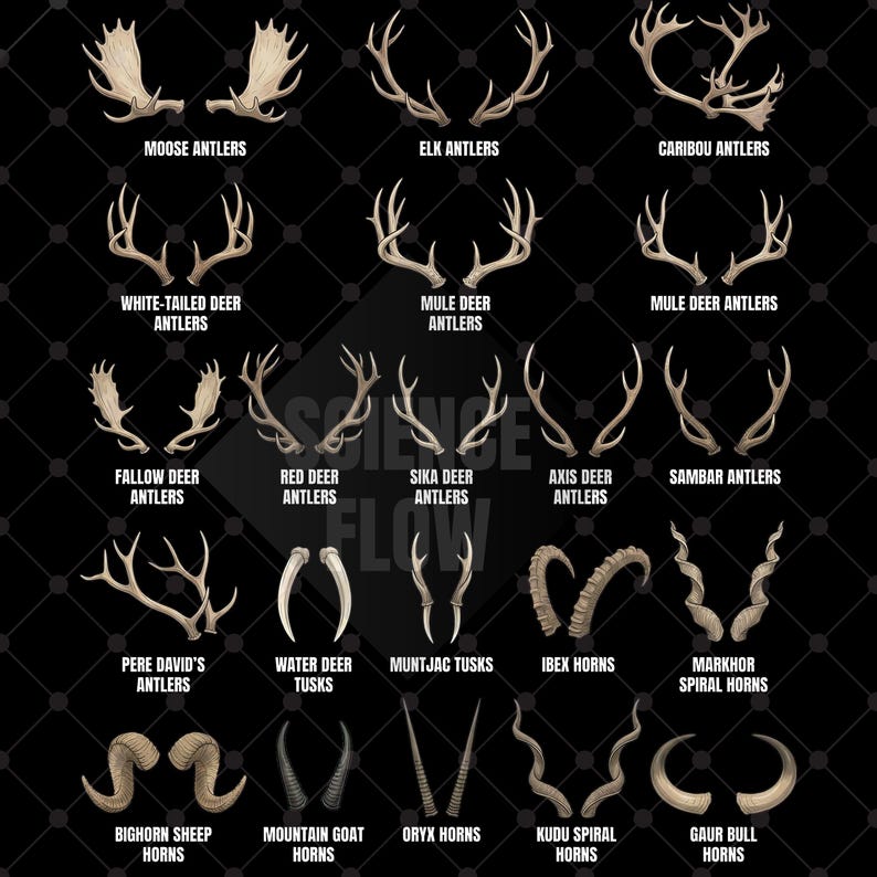 Types of Deer Antlers PNG Transparent Background, Antlers and Horns ...