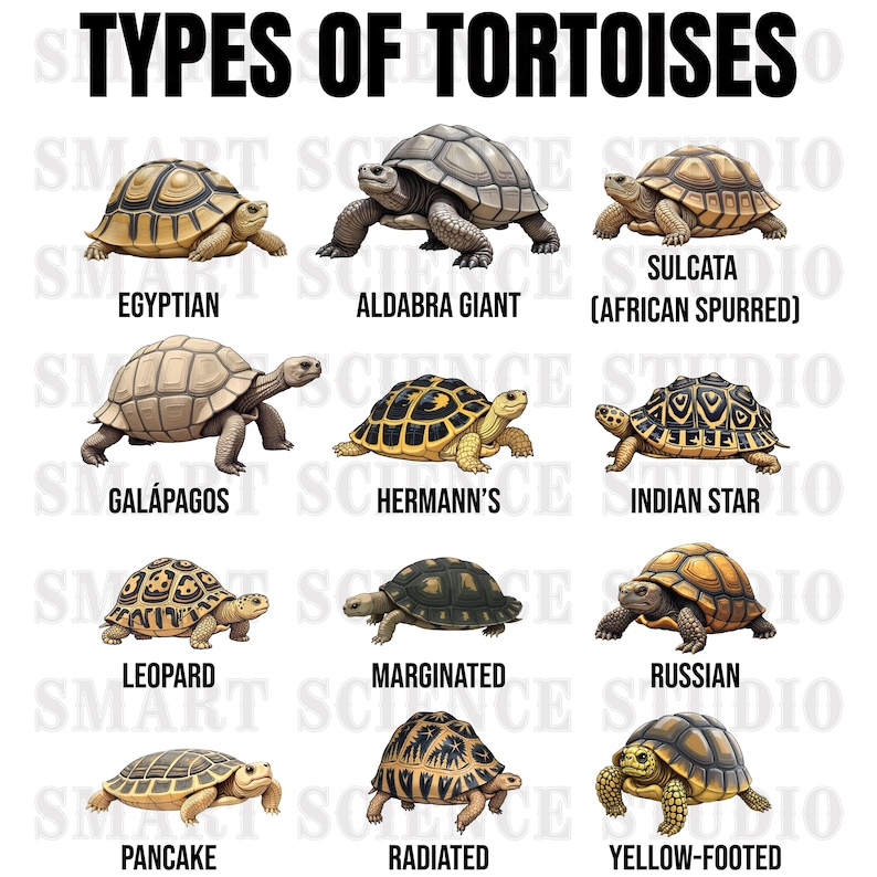 12 Types of Tortoises Educational PNG Design, Tortoise Species, Reptile ...