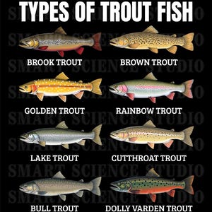 8 Types of Trout Fish Educational PNG Design, Trout Species, Freshwater ...