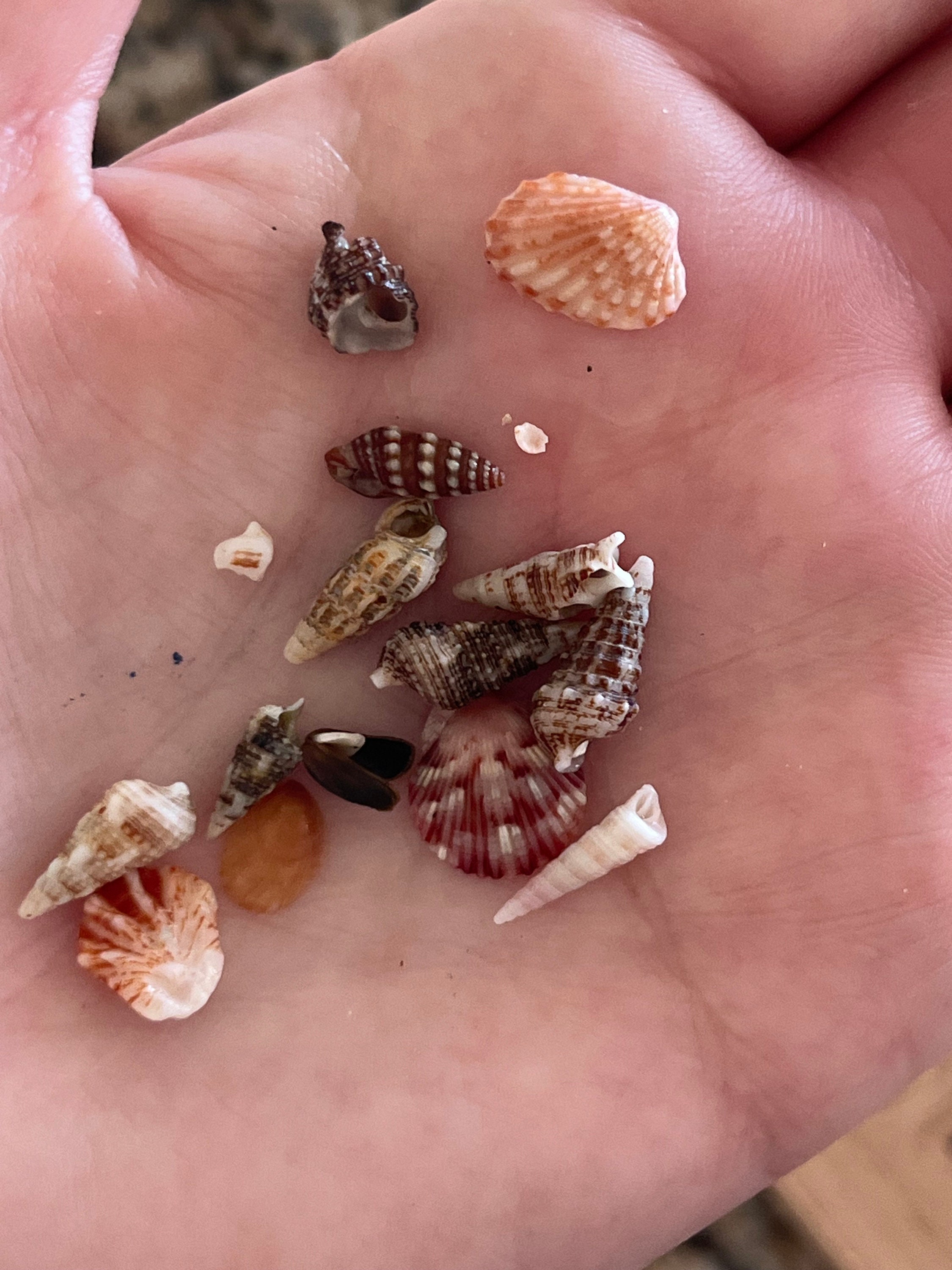 Sanibel Island Seashells Natural Seashells Gulf Coast Seashells Mixed ...
