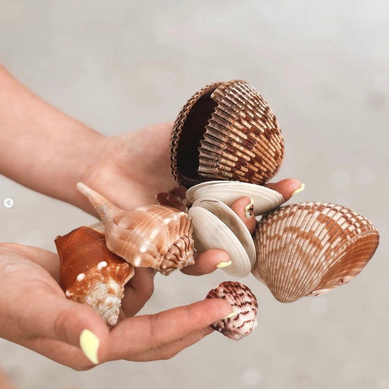 Natural Seashells - Etsy