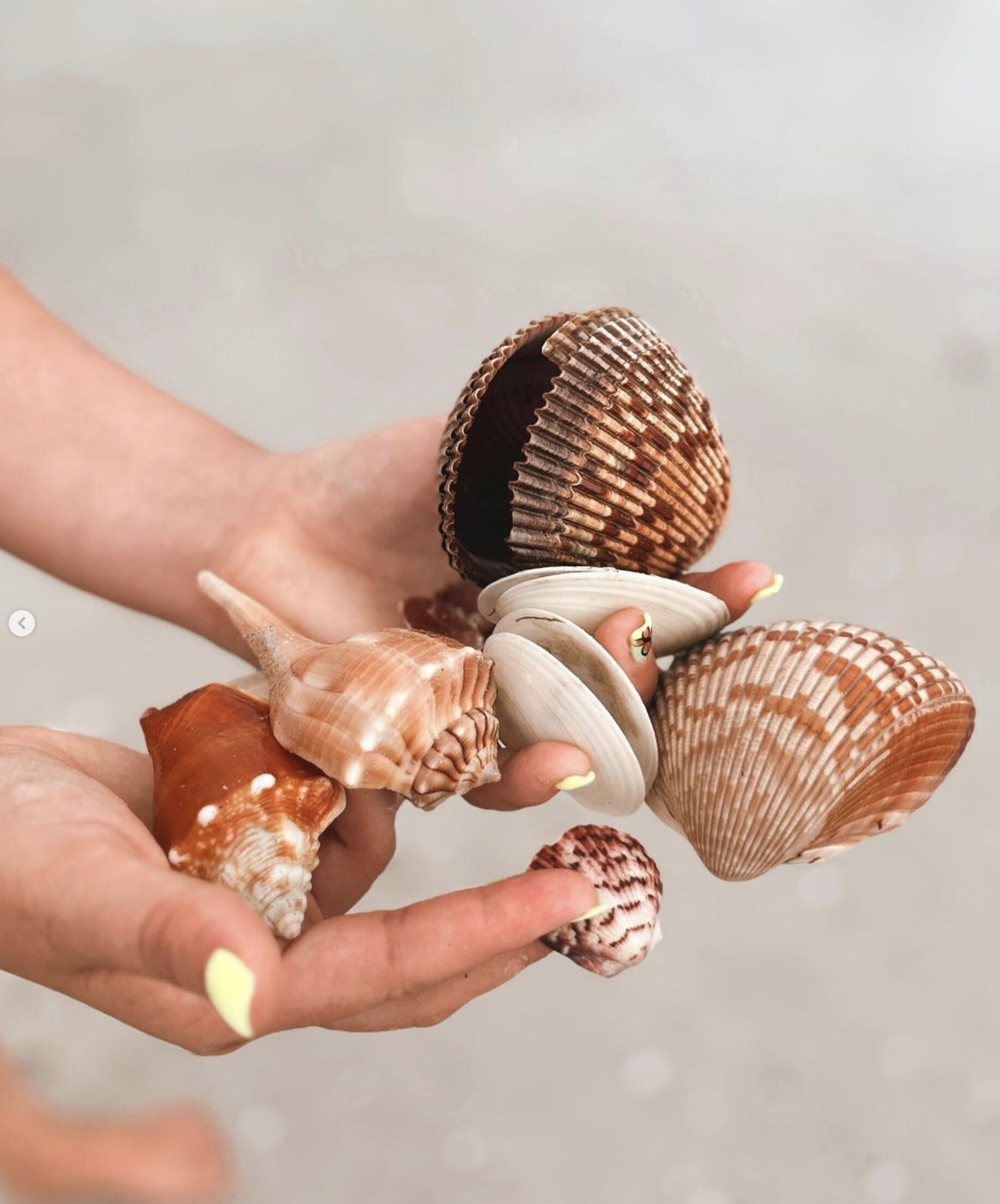 Sanibel Island Seashells- Natural Seashells- Gulf Coast Seashells ...