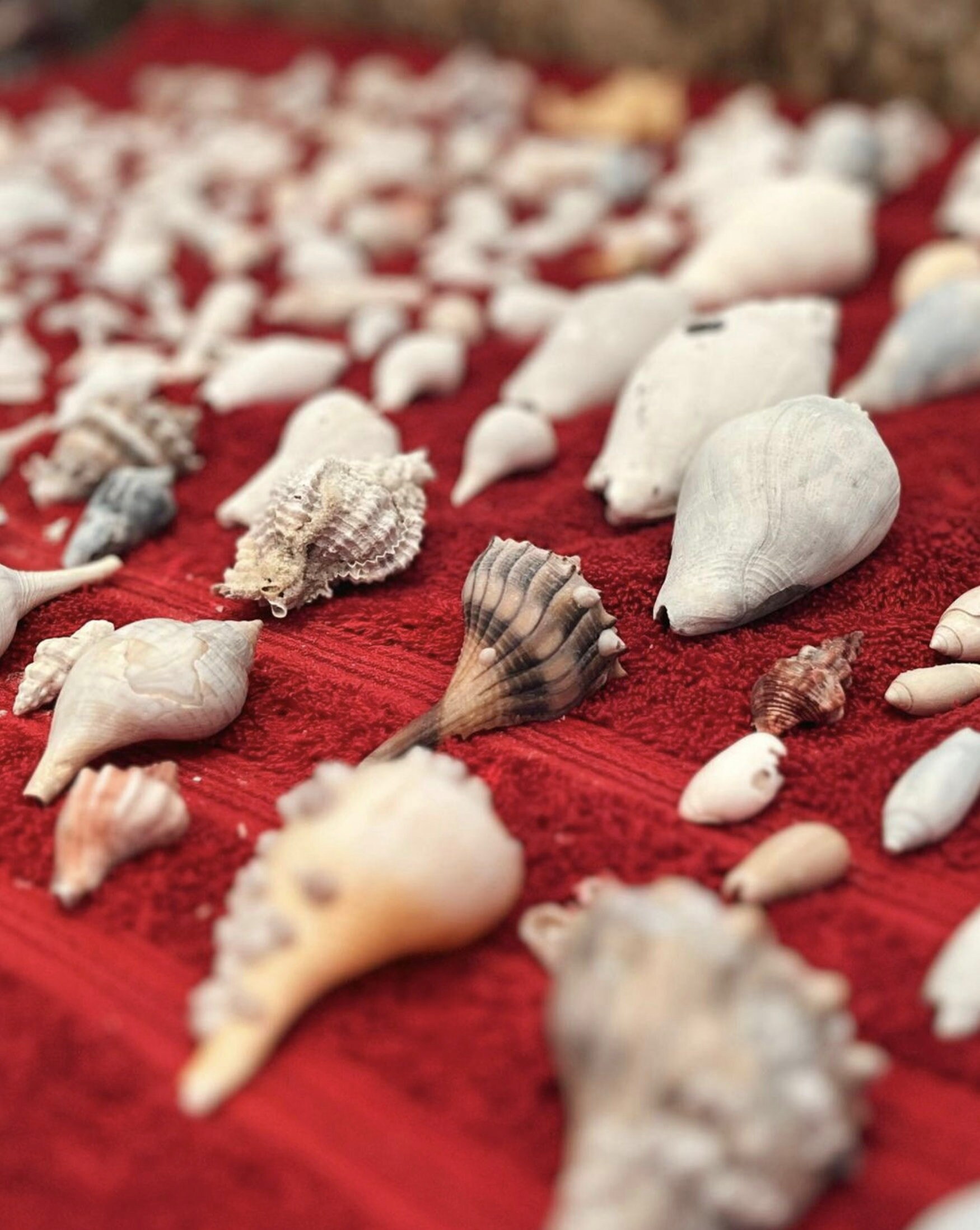 Sanibel Island Seashells Natural Seashells Gulf Coast Seashells Mixed ...