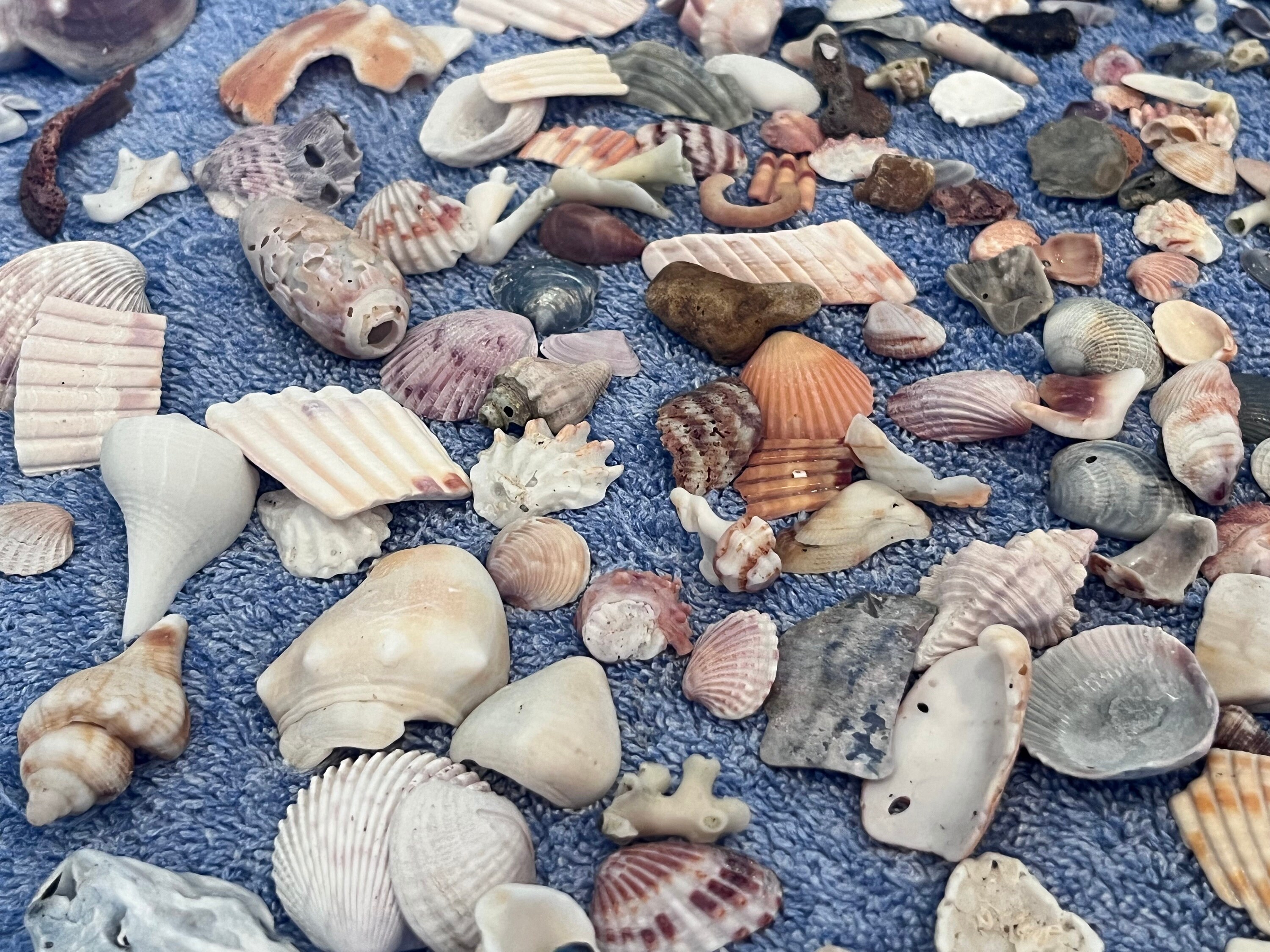 Sanibel Island Seashells Natural Seashells Gulf Coast Seashells Broken ...