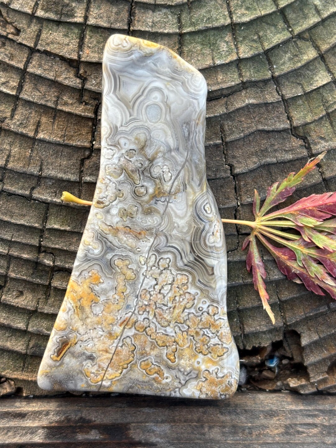 Mexican Crazy Lace Agate Medallion - Slab - Freeform Cab - Rough ...