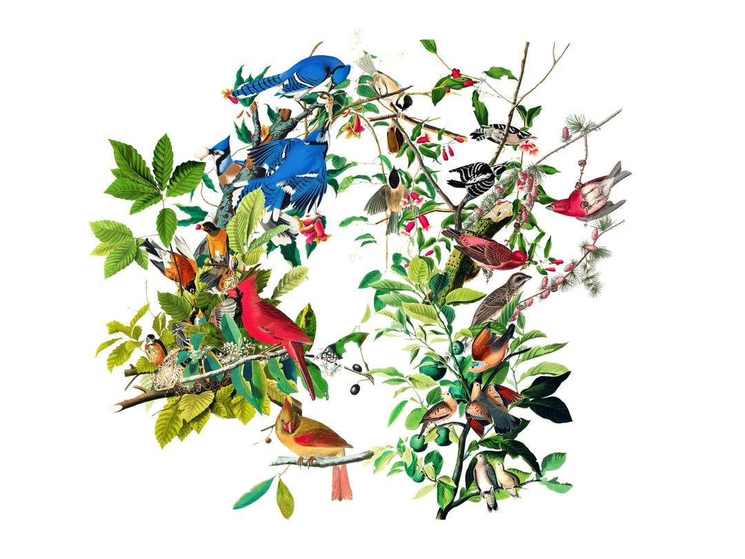 Backyard Bird Bundle – 7 Common Birds Printable Wall Art | Instant ...