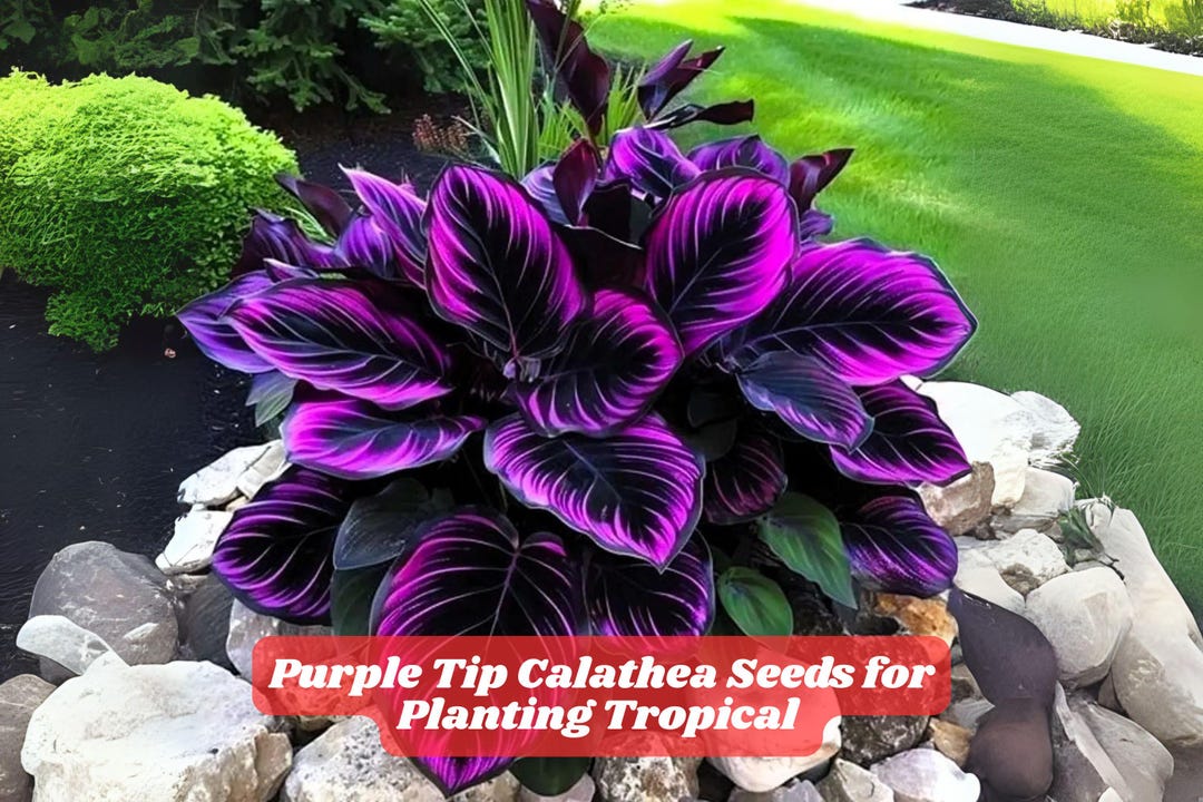 Purple Tip Calathea Seeds: Tropical Houseplant, USA Seller - Etsy