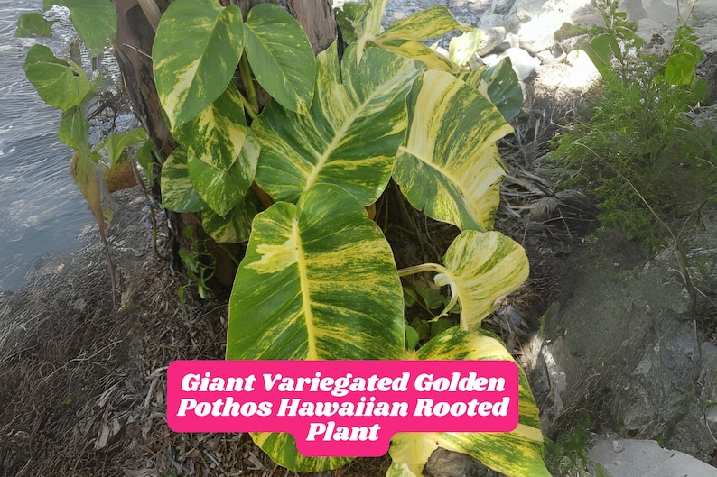 Variegated Golden Pothos Rooted Plant 4-8 Inches 1 Plant in Pot for ...
