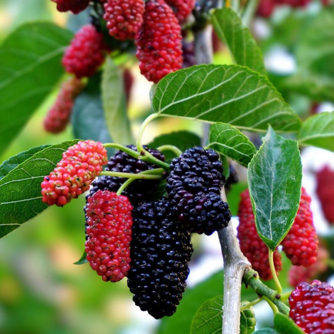 Dwarf Everbearing Mulberry Tree Live Plant 2 Starter Plants Fast ...