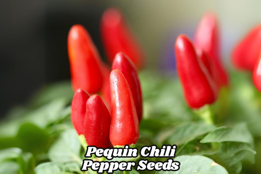 Pequin Chili Pepper Seeds: Hot & Compact Bird Pepper - Non-gmo Heirloom ...