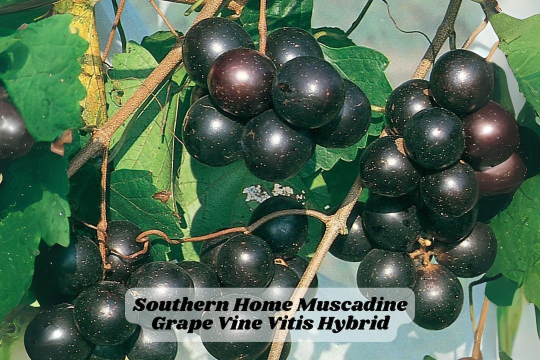 Southern Home Muscadine Grape Vine Vitis Hybrid Live Plant for Jelly ...