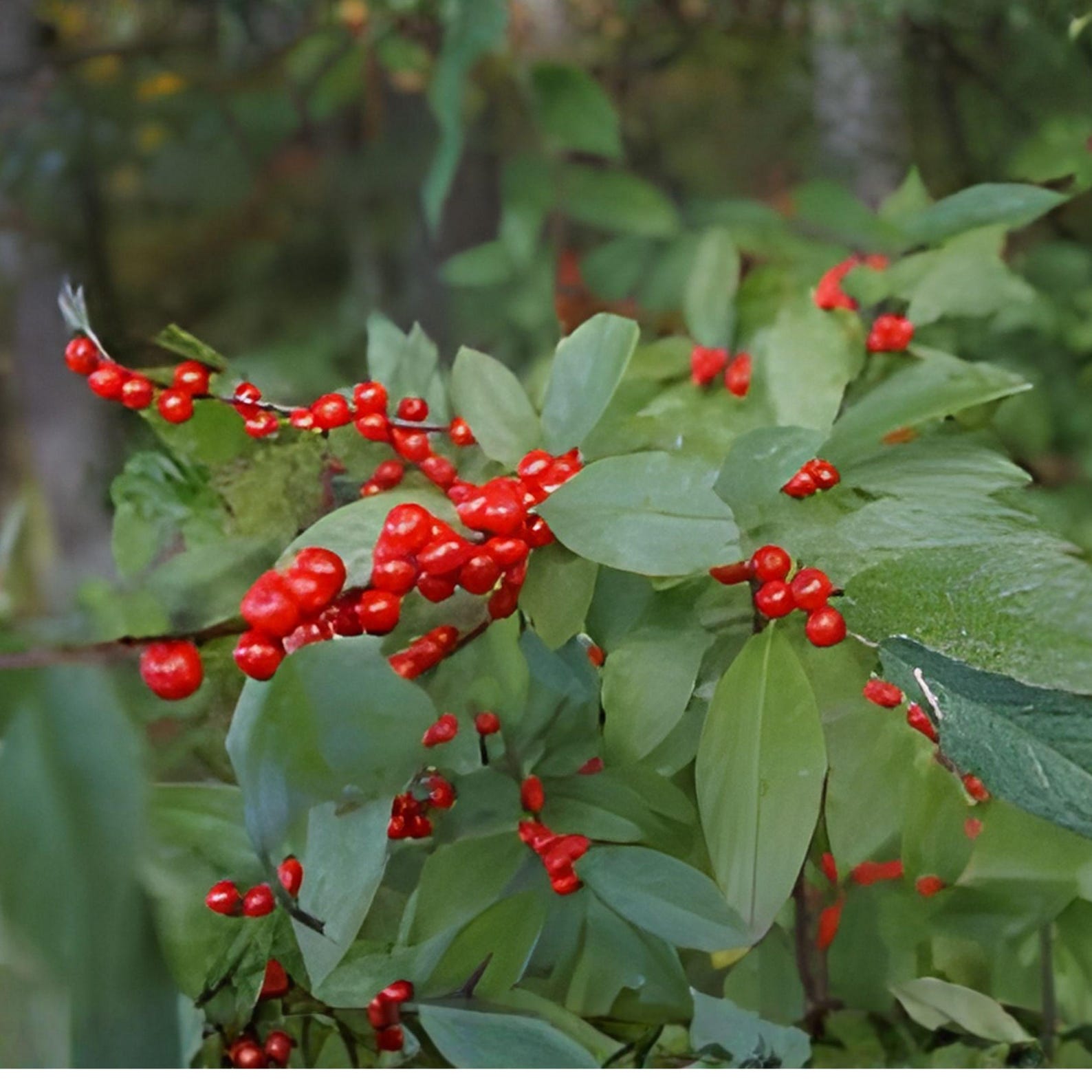 Ilex Montana Seeds, Mountain Holly, Native Shrub, Wildlife Berry Plant ...