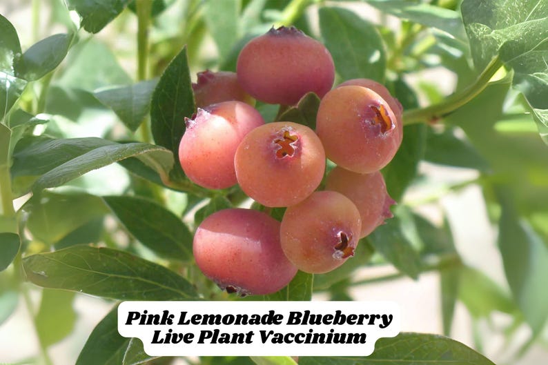 Pink Lemonade Blueberry Starter Plant 6-8 Inches 1 Plant for Garden or ...