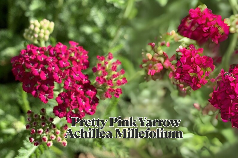 Pretty Pink Yarrow Achillea Millefolium Bare Root Perennial Live Plant ...