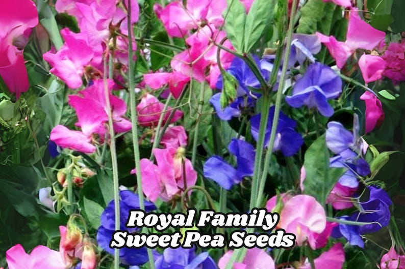 30 Royal Family Sweet Pea Seeds Fragrant Ruffled Blooms Pink, Purple ...