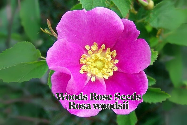 30 Woods Rose Seeds Rosa Woodsii, Hardy Wild Rose Bush, Native Shrub, Pink Spring Blooms, Cold ...