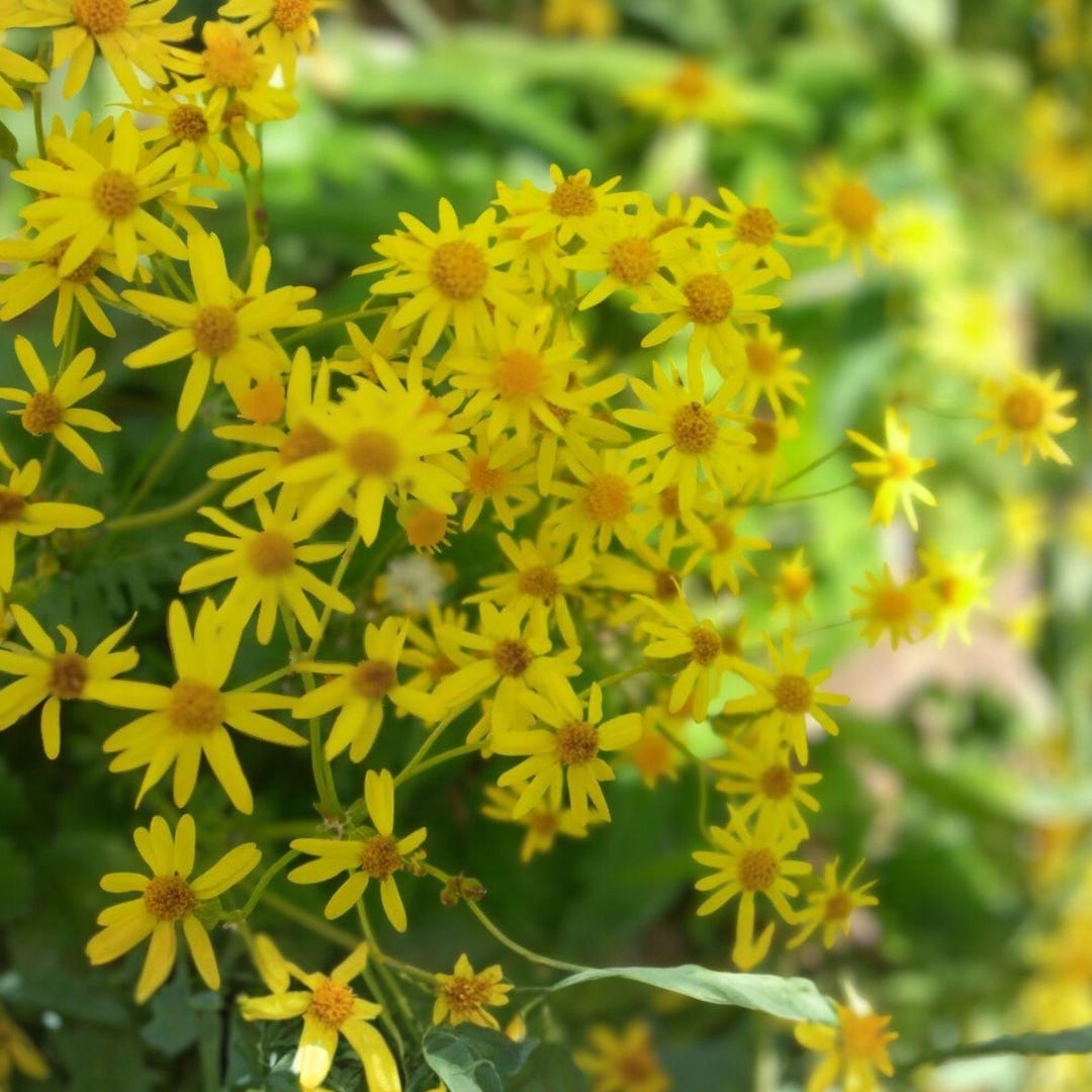 Golden Ragwort Seeds Packera Aurea 100 Seeds Native Perennial Yellow ...
