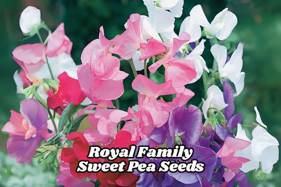 30 Royal Family Sweet Pea Seeds Fragrant Ruffled Blooms Pink, Purple ...