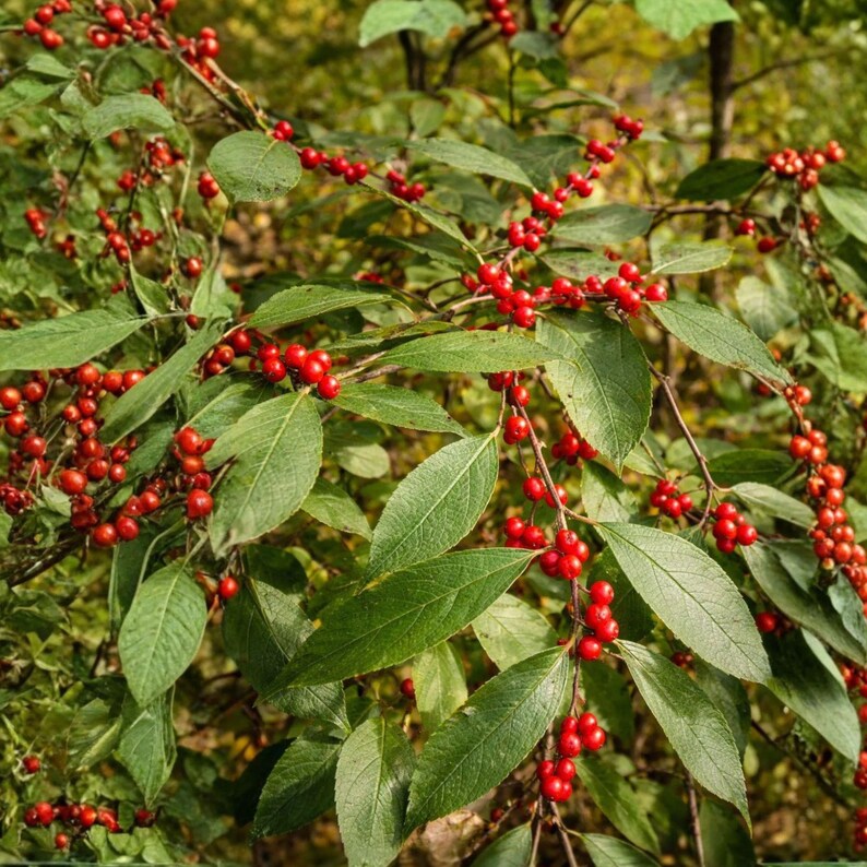 Ilex Montana Seeds, Mountain Holly, Native Shrub, Wildlife Berry Plant ...