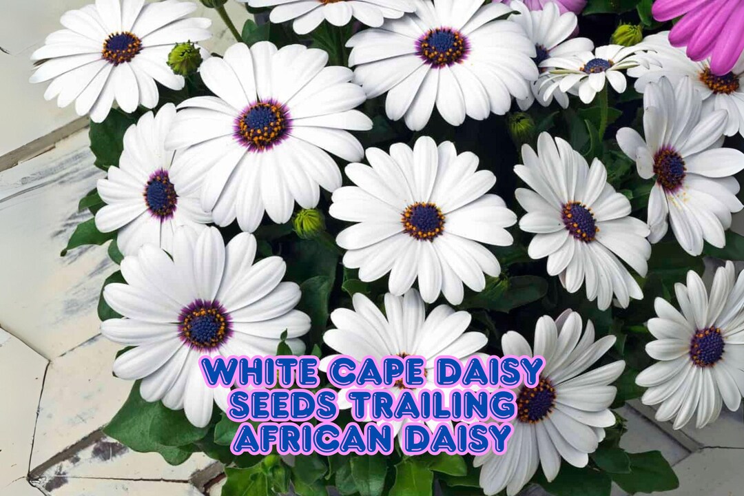 White Cape Daisy Seeds: Trailing Osteospermum, Blue-eyed African Daisy ...