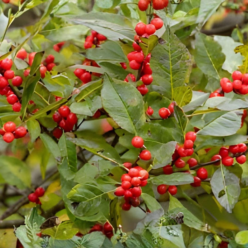 Ilex Montana Seeds, Mountain Holly, Native Shrub, Wildlife Berry Plant ...