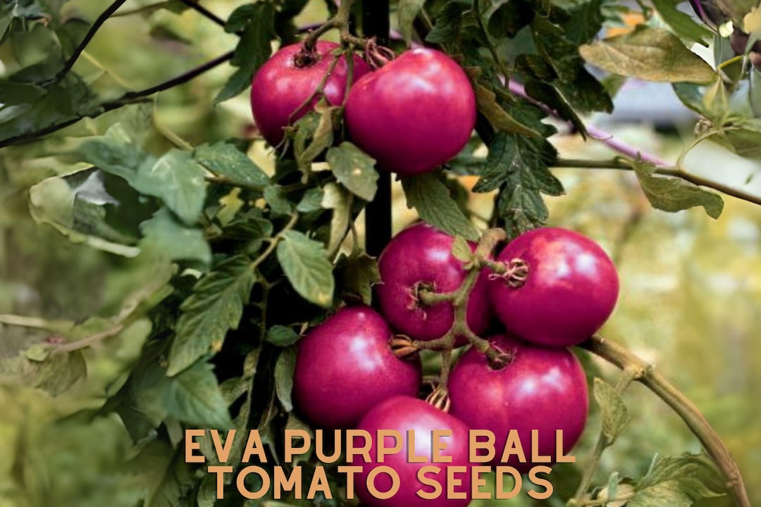 30 Eva Purple Ball Tomato Seeds Heirloom Pink-purple Medium Tomato NON ...