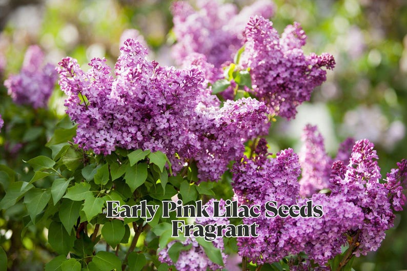 100 Early Pink Lilac Seeds Fragrant Spring Blooms, Heirloom Lilac ...