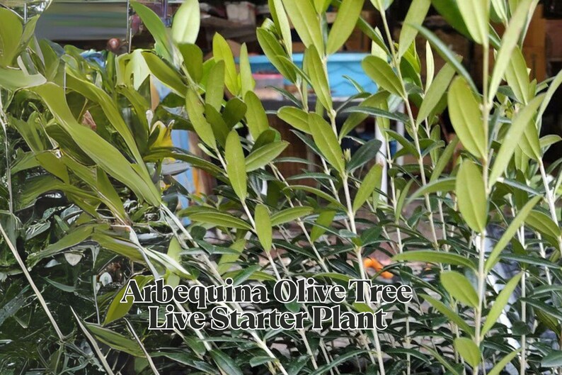 Arbequina Olive Tree Live Starter Plant Bare Root Non-gmo Pesticide ...