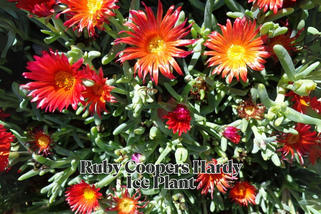 Ruby Coopers Hardy Ice Plant 10 X 6" Cuttings Ground Cover Succulent ...