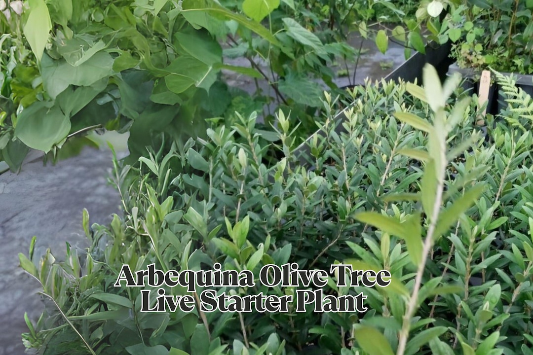 Arbequina Olive Tree Live Starter Plant Bare Root Non-gmo Pesticide ...