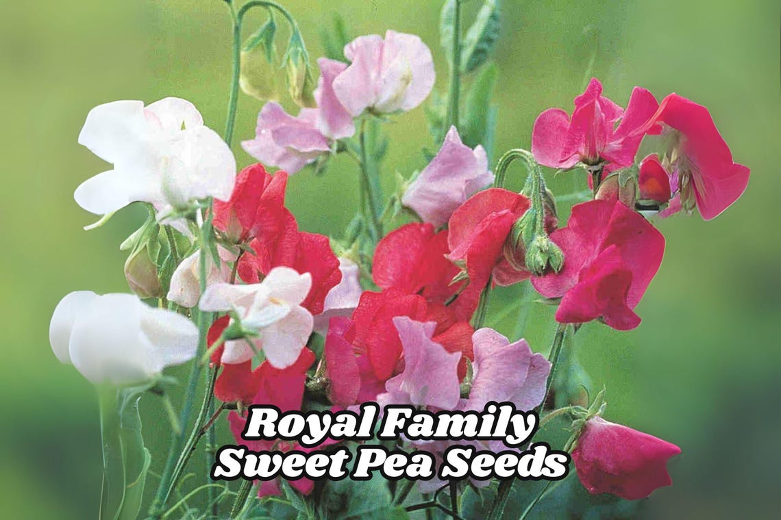 30 Royal Family Sweet Pea Seeds Fragrant Ruffled Blooms Pink, Purple ...