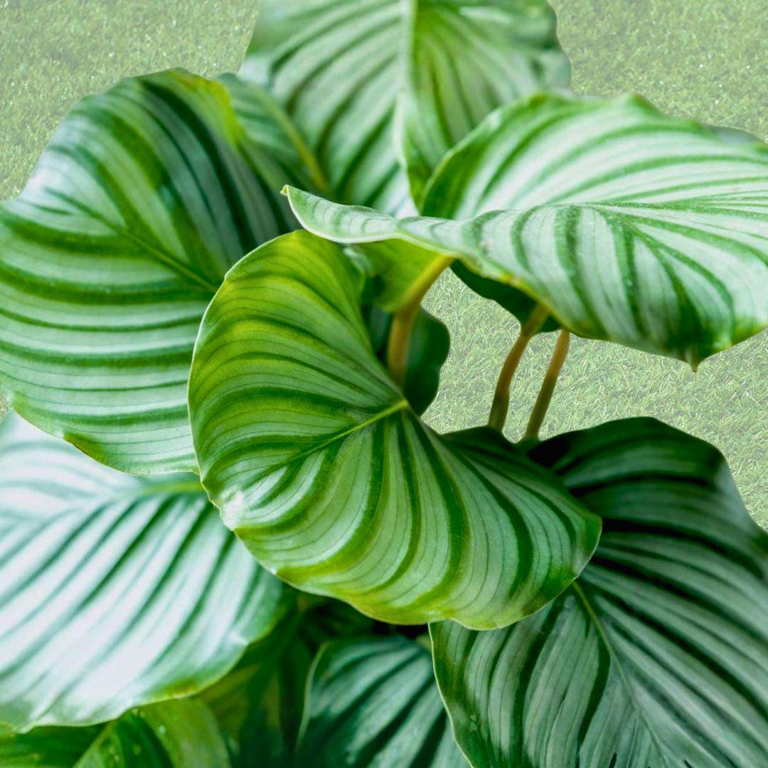 25+ Round-leaved Calathea Seeds Tropical Calathea Houseplant Seeds for ...