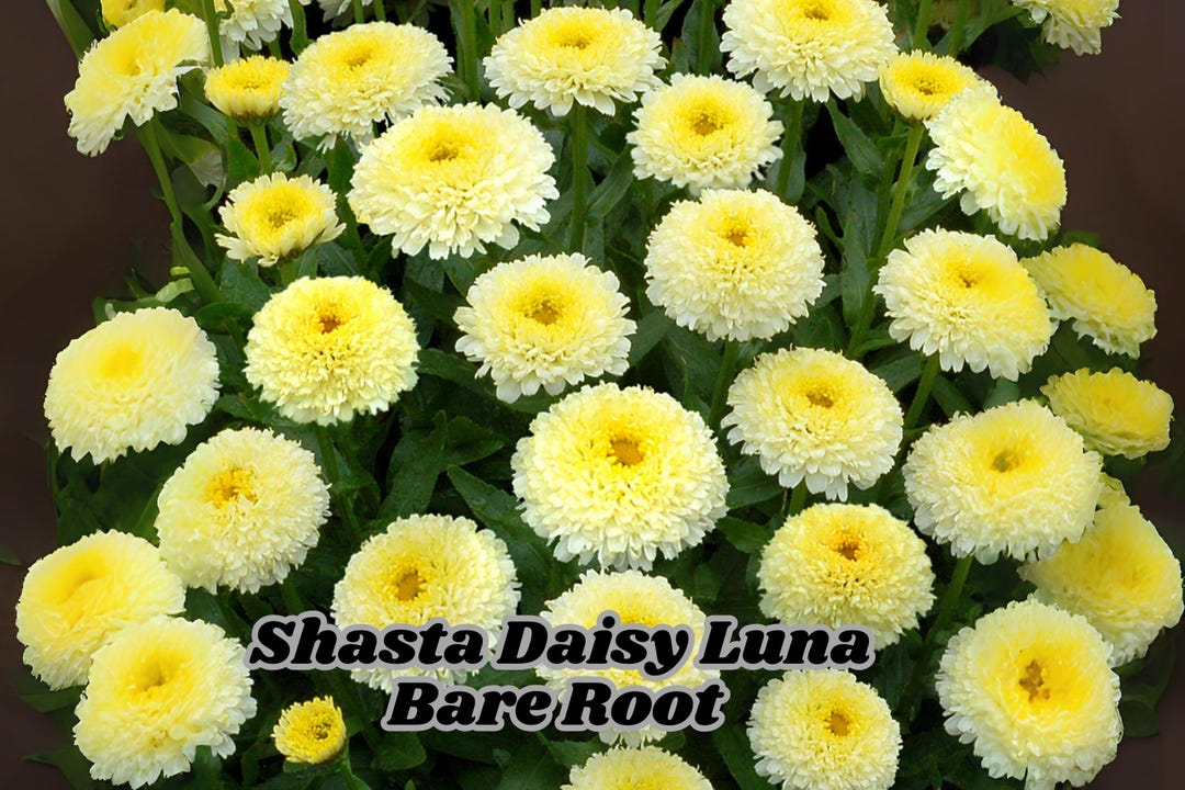 Shasta Daisy Luna Bare Root Plant Gold-yellow Summer Blooms Perennial ...