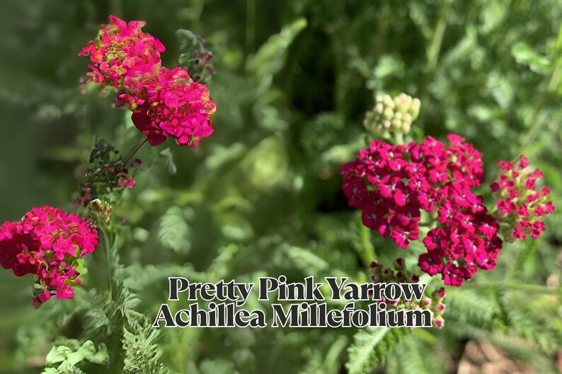 Pretty Pink Yarrow Achillea Millefolium Bare Root Perennial Live Plant ...