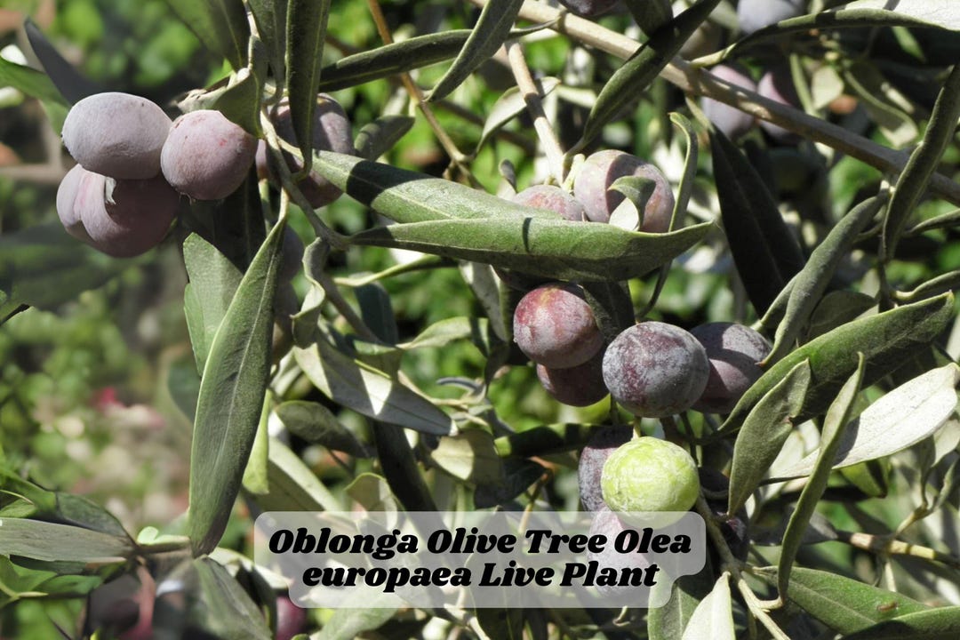 Oblonga Olive Tree Olea Europaea Live Plant Frantoio Type Large Fruit ...