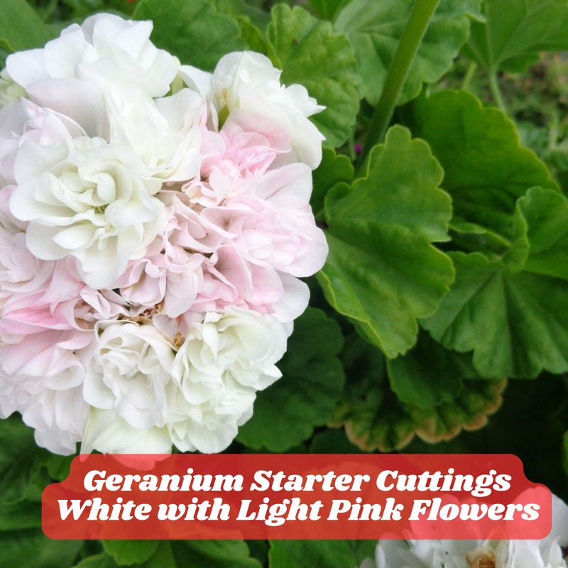 White Geranium - Etsy