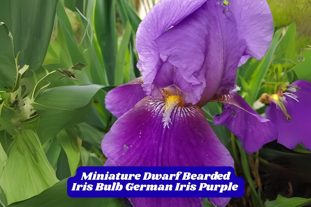 Dwarf Purple Bearded Iris Bulb: Miniature Perennial Spring Flower - Etsy