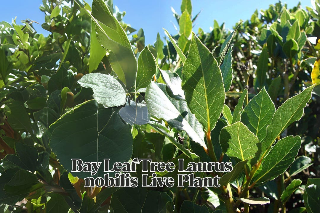 Bay Leaf Tree Laurus Nobilis Live Plant Rooted Cutting Pesticide Free ...