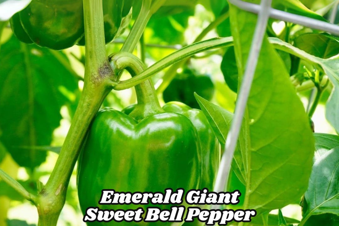 50 Emerald Giant Sweet Bell Pepper Seeds Heirloom NON-GMO Mild Flavor ...