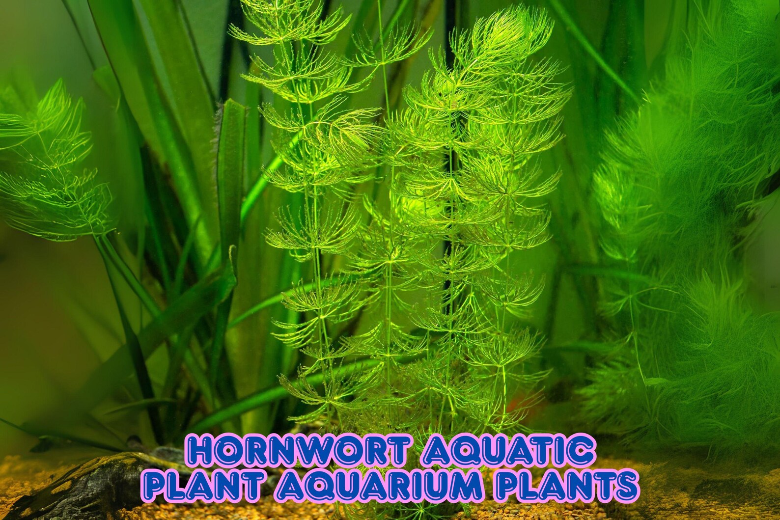 Live Hornwort Coontail Aquarium Plant: Easy Aquatic Pond Decor - BUY 2 ...