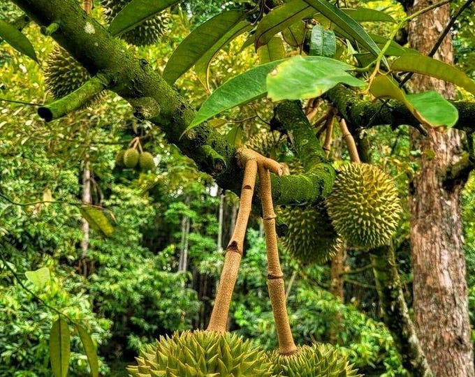 Durian (durio Zibethinus) - Live Plant 4” Inch Pot - Etsy