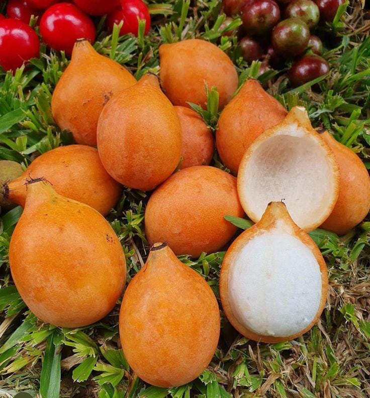 Achachairu BIG TREE (garcinia Humilis) Achacha Live Fruit Tree 1-3 Ft ...